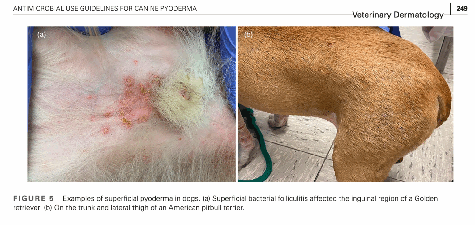 ISCAID Canine Pyoderma Antimicrobial Use Guidelines Update, Part 2: Superficial Bacterial ...